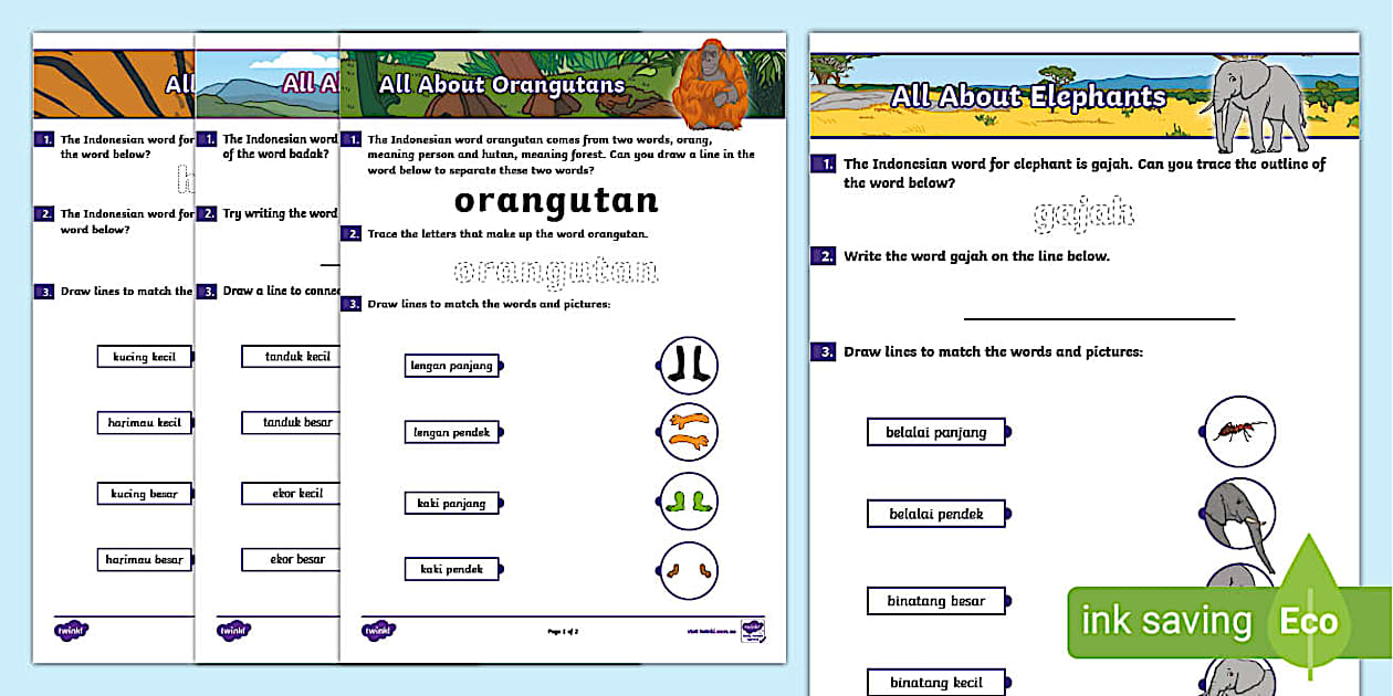 Indonesian Animals: Lower Primary Resource Pack - Twinkl