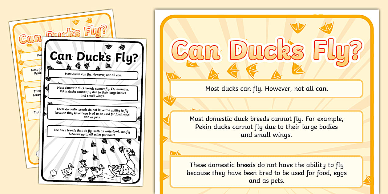 Can Ducks Fly? Display Poster (teacher made) - Twinkl