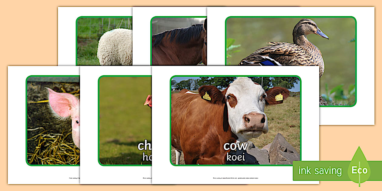 Afrikaans Animals Display Photos English/Afrikaans - EAL