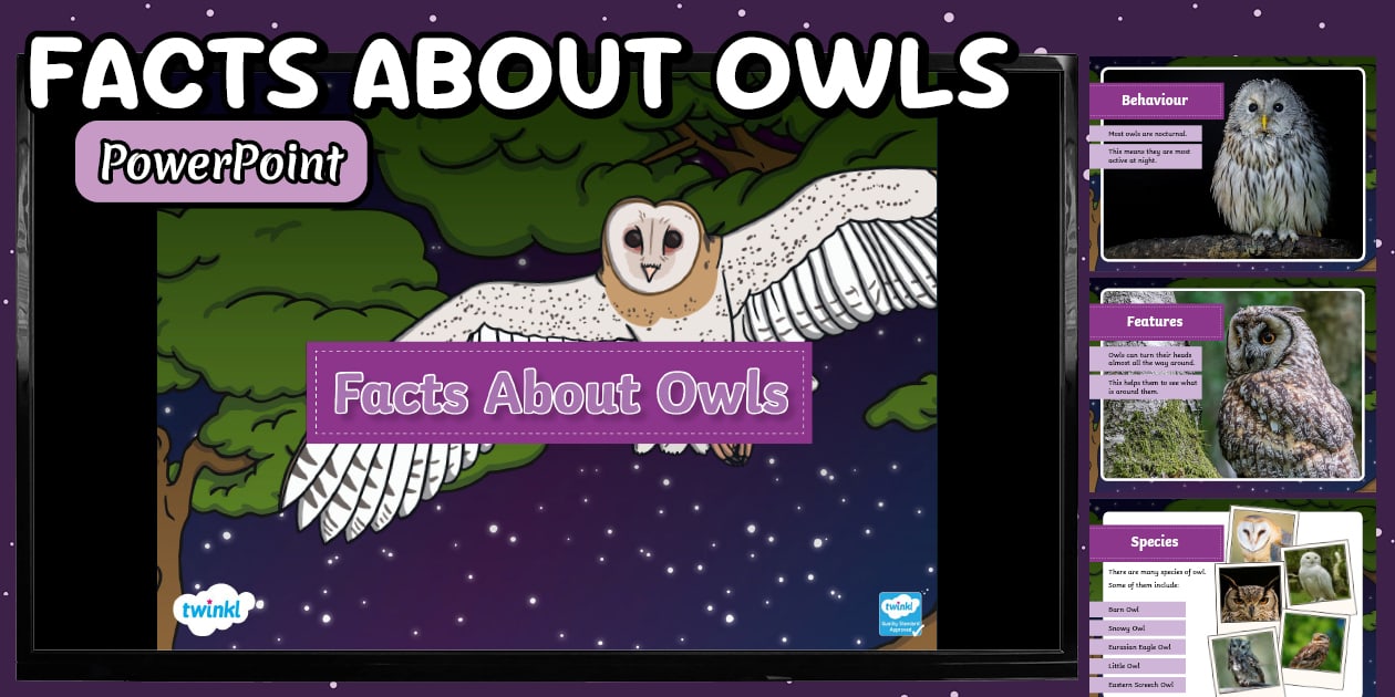 Facts About Owls PowerPoint - Twinkl - KS1