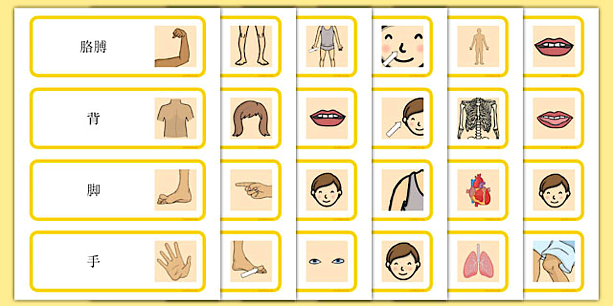 身体部位词汇