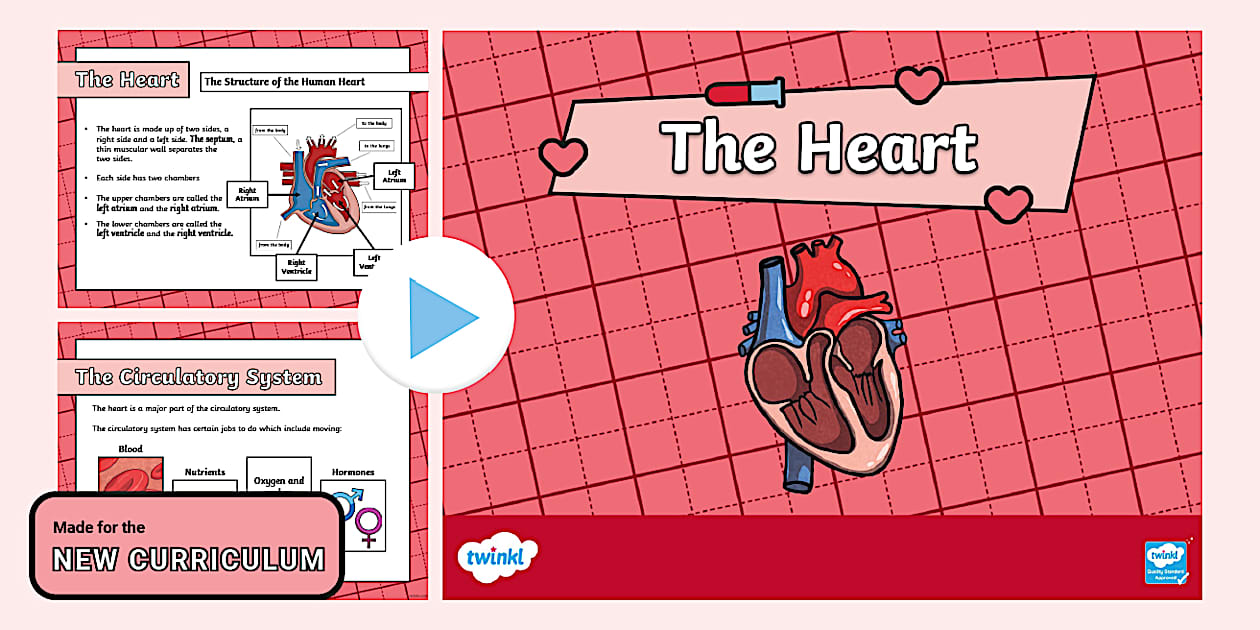 The Heart Interactive PowerPoint | Twinkl Ireland Resources