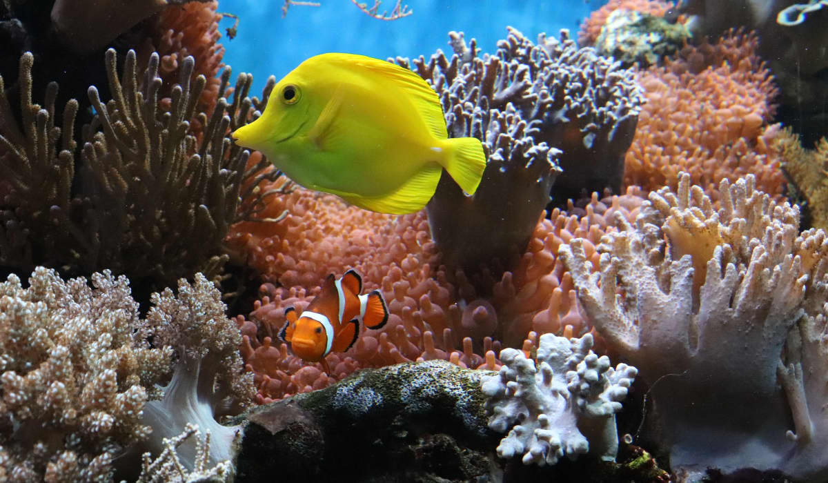 New Coral Reef Found Near Tahiti - Twinkl NewsRoom - Twinkl