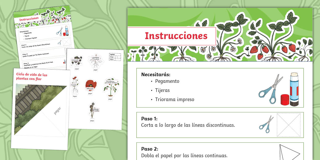 Triorama de las plantas (teacher made) - Twinkl