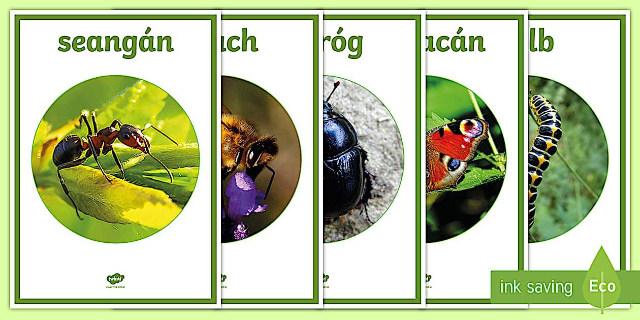 Minibeasts Photo (Gaeilge) Display Photos (Teacher-Made)