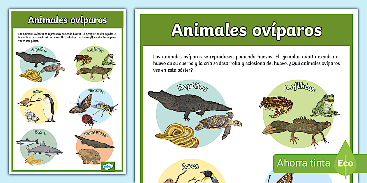 Póster: Los animales ovíparos (teacher made) - Twinkl