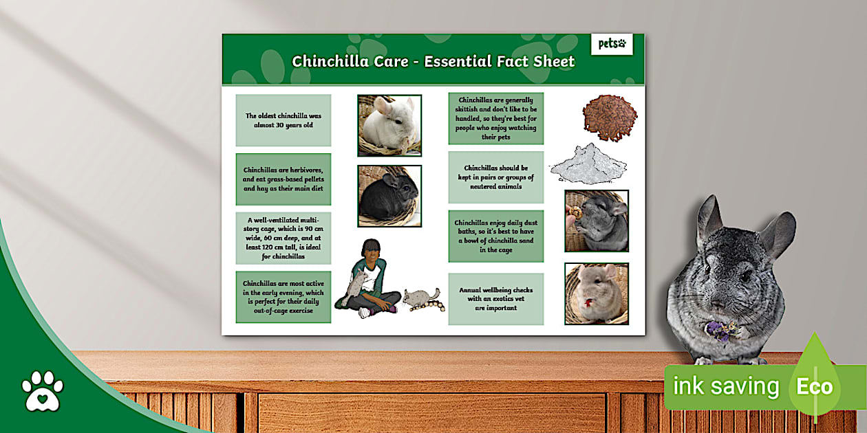 Chinchilla Care Sheet - Chinchilla Care Information Sheet