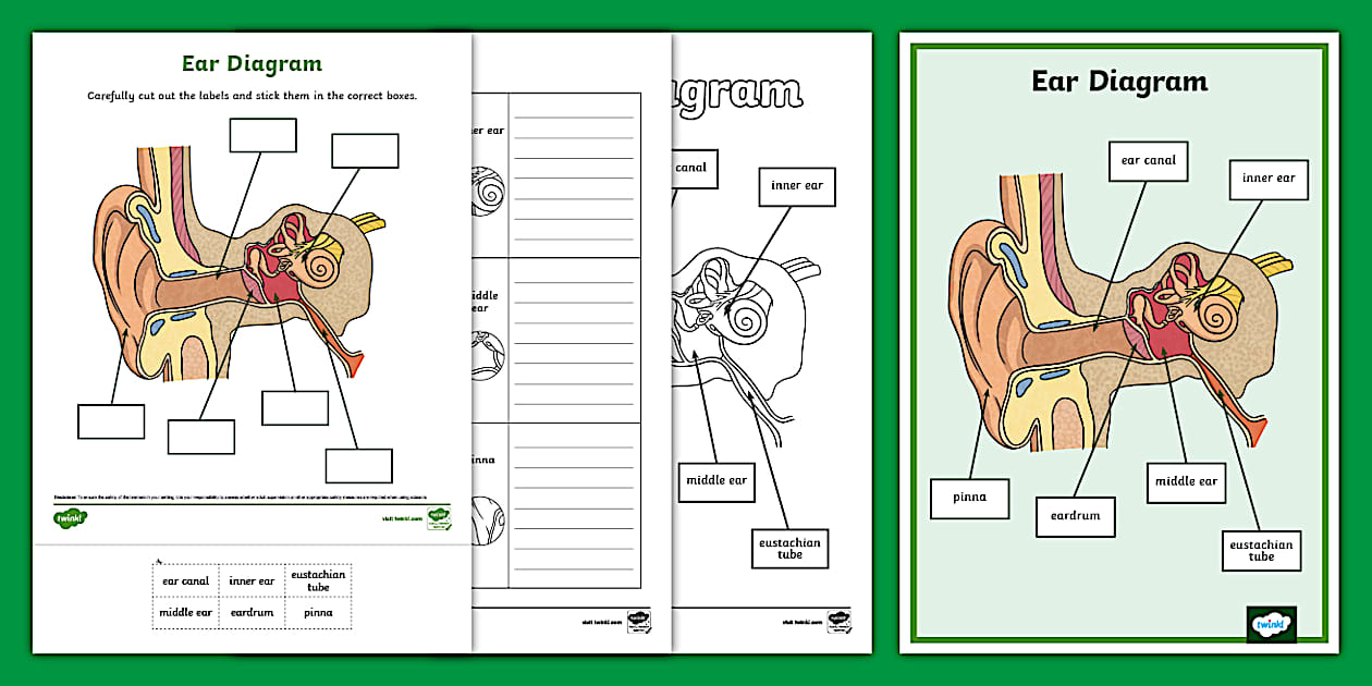 Ear Diagram Pack (teacher made) - Twinkl