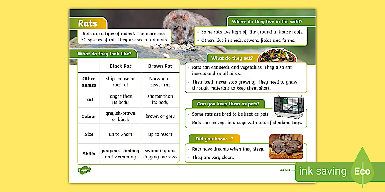 Rats Fact File - Twinkl - KS1 (teacher made) - Twinkl