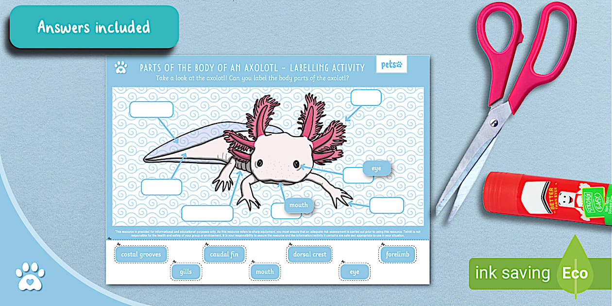 Parts of the Body of an Axolotl - Labelling Activity - Pets