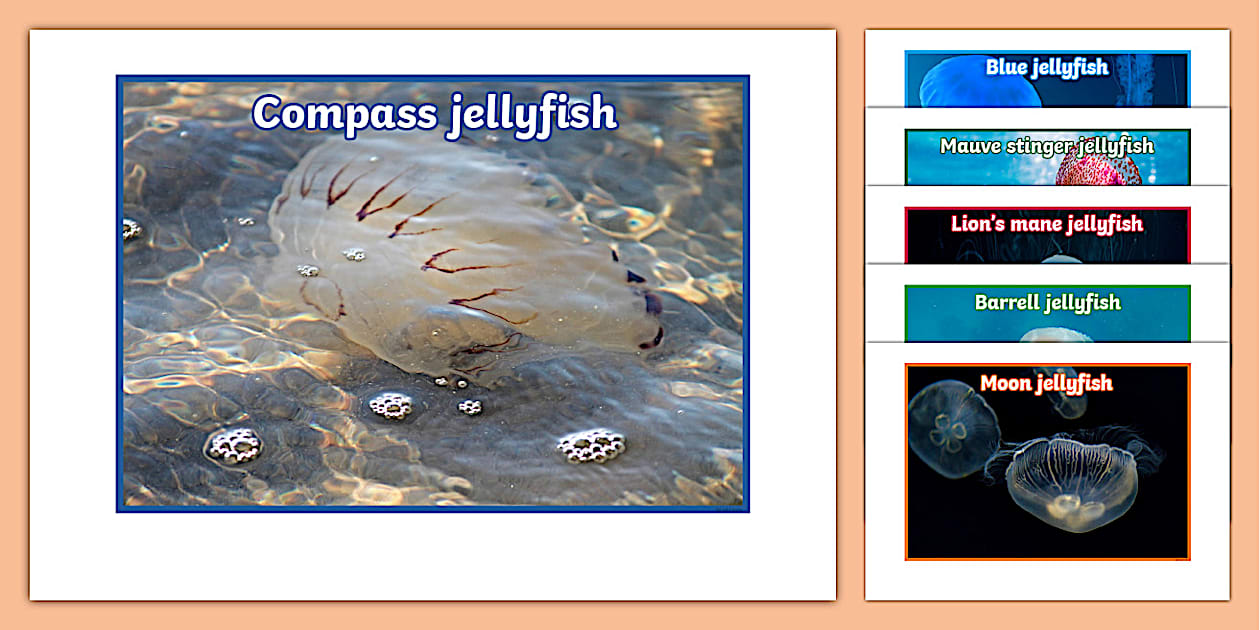 Types of Jellyfish Photo Pack (teacher made) - Twinkl