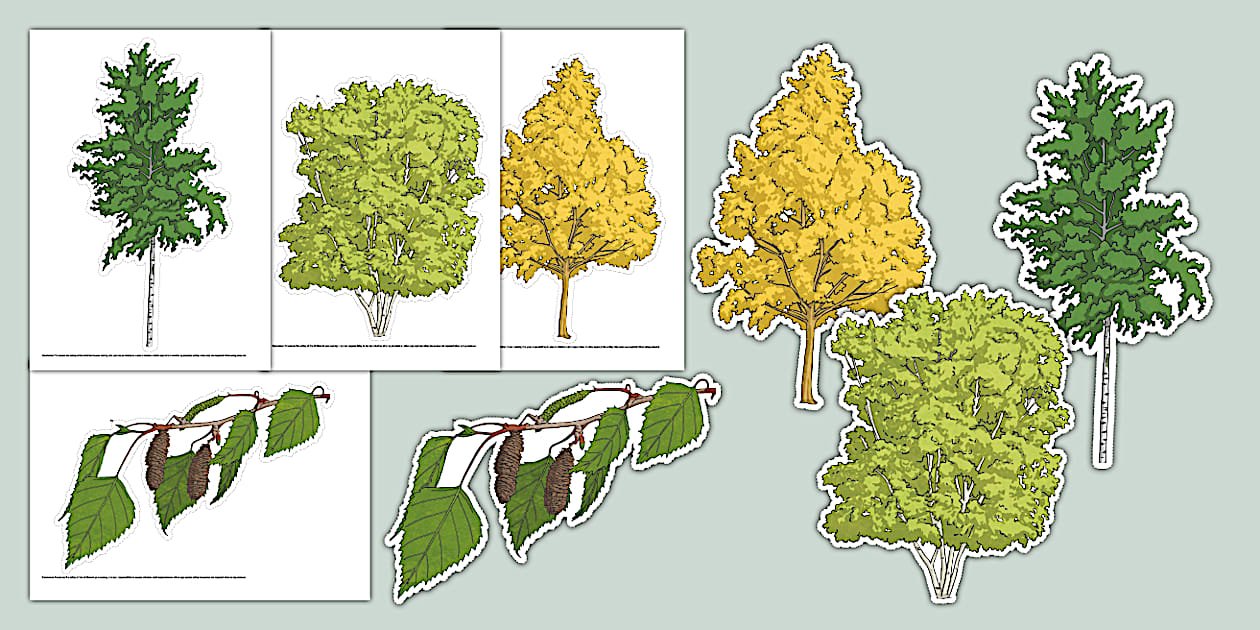 Birch Tree Display Cut-Outs (Teacher-Made) - Twinkl