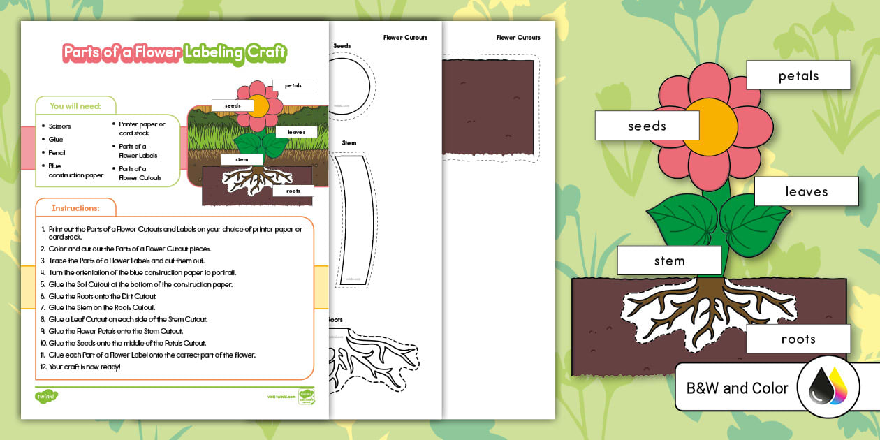 Parts of a Flower Labeling Craft for PK-K - Twinkl
