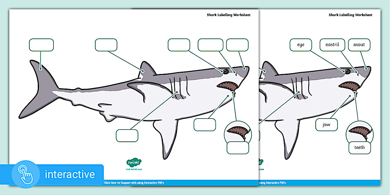 Interactive PDF: Parts of a Shark Labelling Worksheet