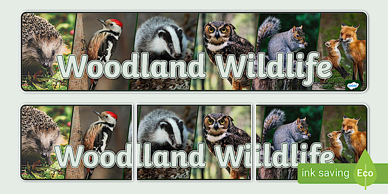 Woodland Wildlife Photo Display Banner (teacher made)