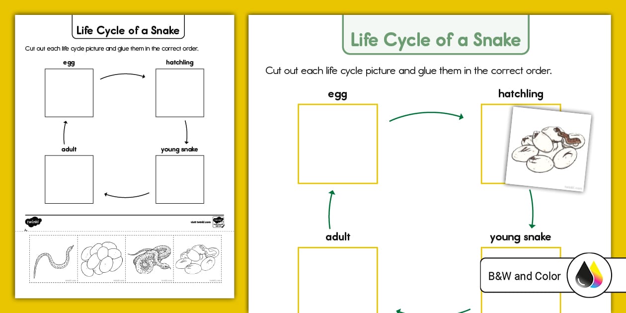Prekindergarten Life Cycle of a Snake Cut and Paste - Twinkl