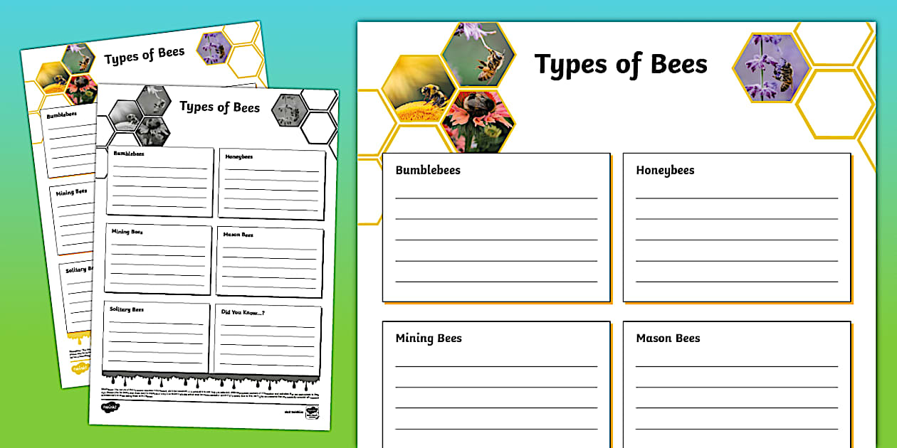 Types of Bees Fact File Template (teacher made) - Twinkl