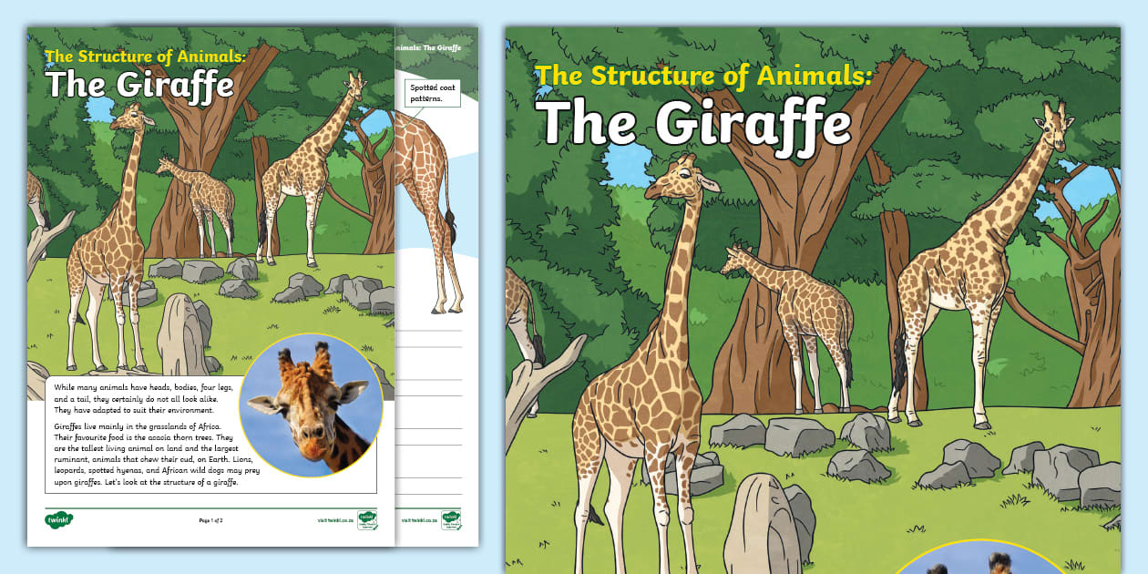 The Structure of Animals - The Giraffe - Activity Sheet