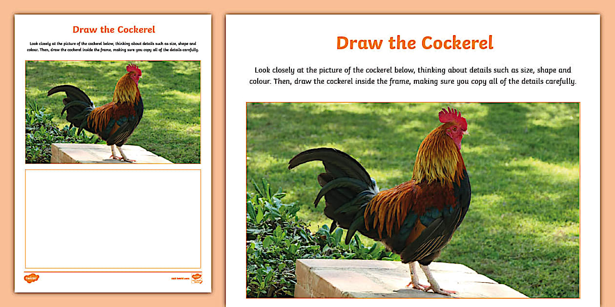 Cockerel Drawing Art Activity (teacher made) - Twinkl