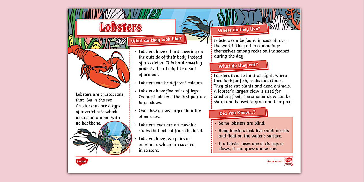 KS1 Lobsters Fact File (l'enseignant a fait) - Twinkl
