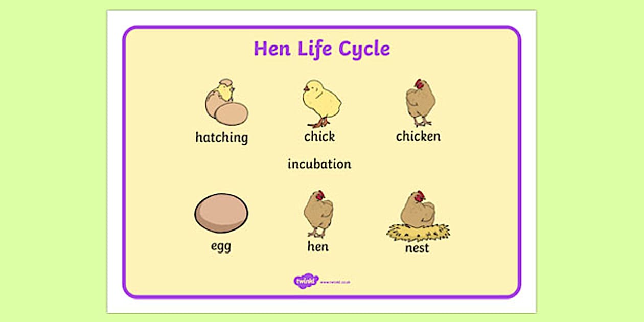 Black and White Hen Life Cycle Word Mat (teacher made)