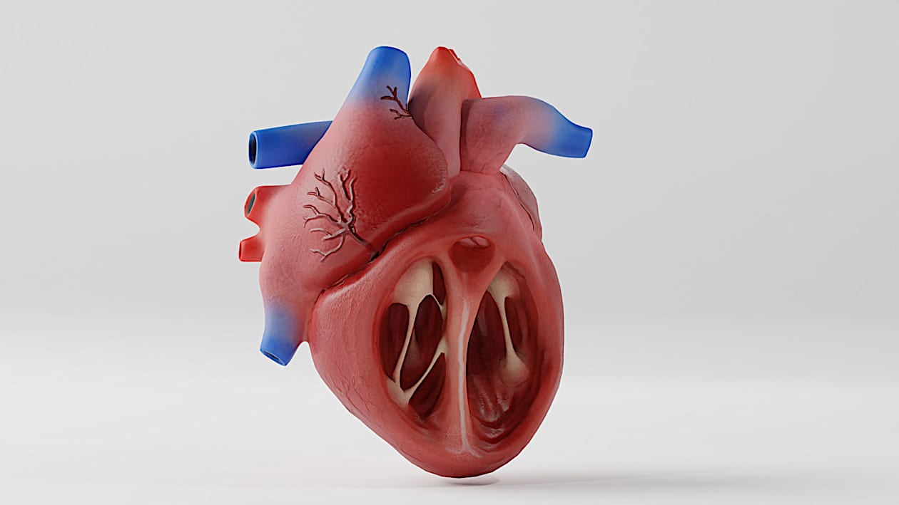 3D Model: Human Body - Human Heart Cross-Section - Twinkl