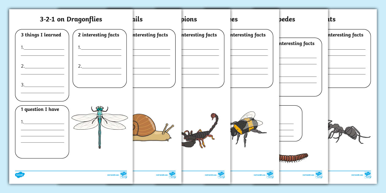 Minibeast Writing Frames (Hecho por educadores) - Twinkl