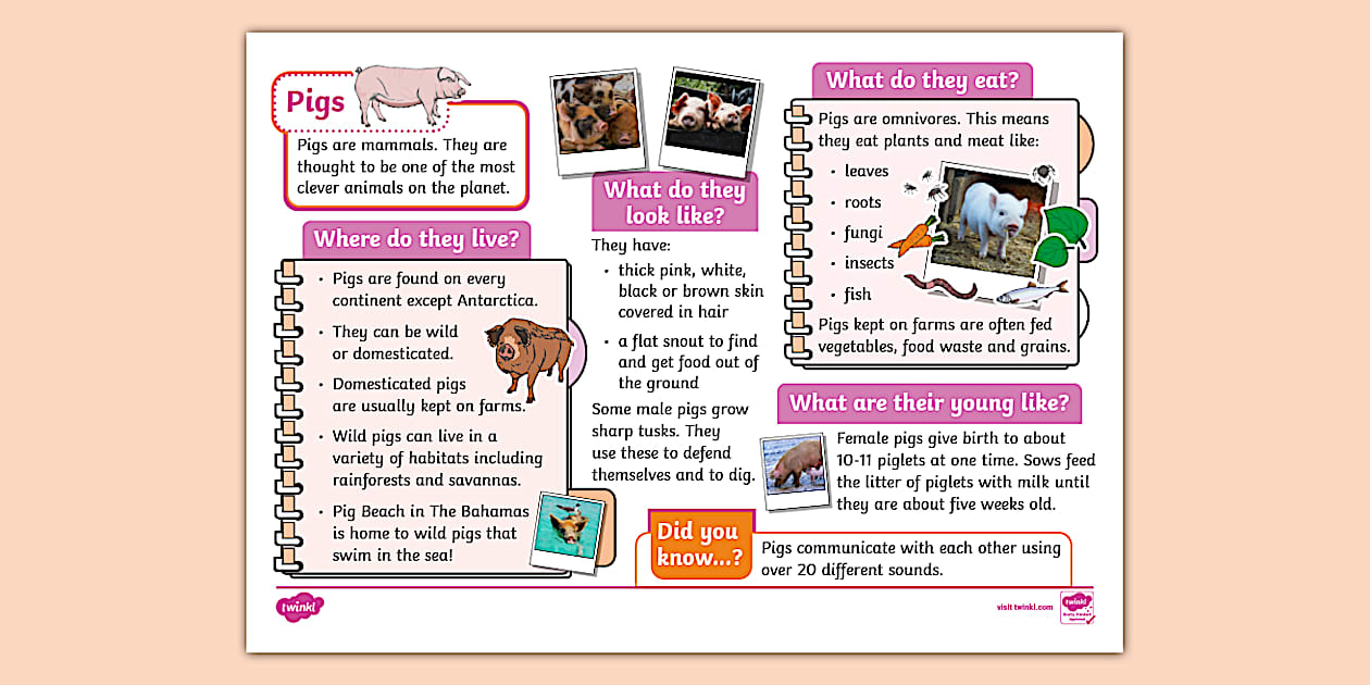 KS1 Pigs Fact File (teacher made) - Twinkl
