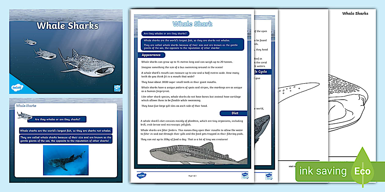 Whale Shark Fact File Pack - Twinkl