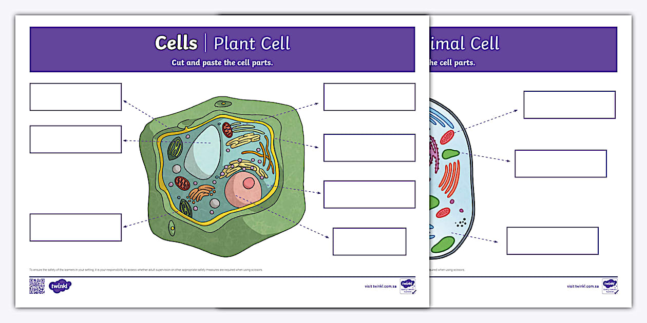 Cell Parts Cut-Outs (professor feito) - Twinkl