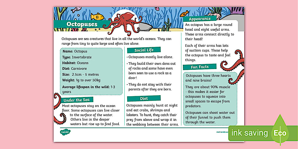 KS1 Octopus Fact File - Twinkl - Educational Resources