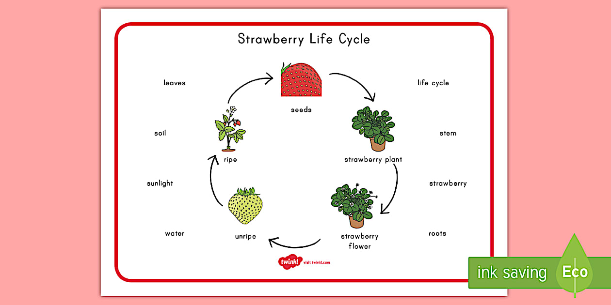 Strawberry Life Cycle Word Mat - Twinkl