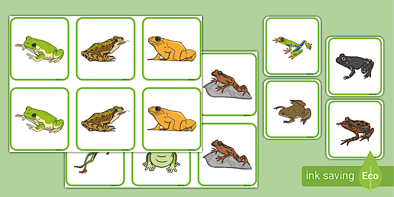 Frog Matching Game (teacher made) - Twinkl