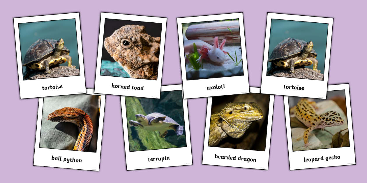 Pet Reptiles and Amphibians Instant Photo Style Images