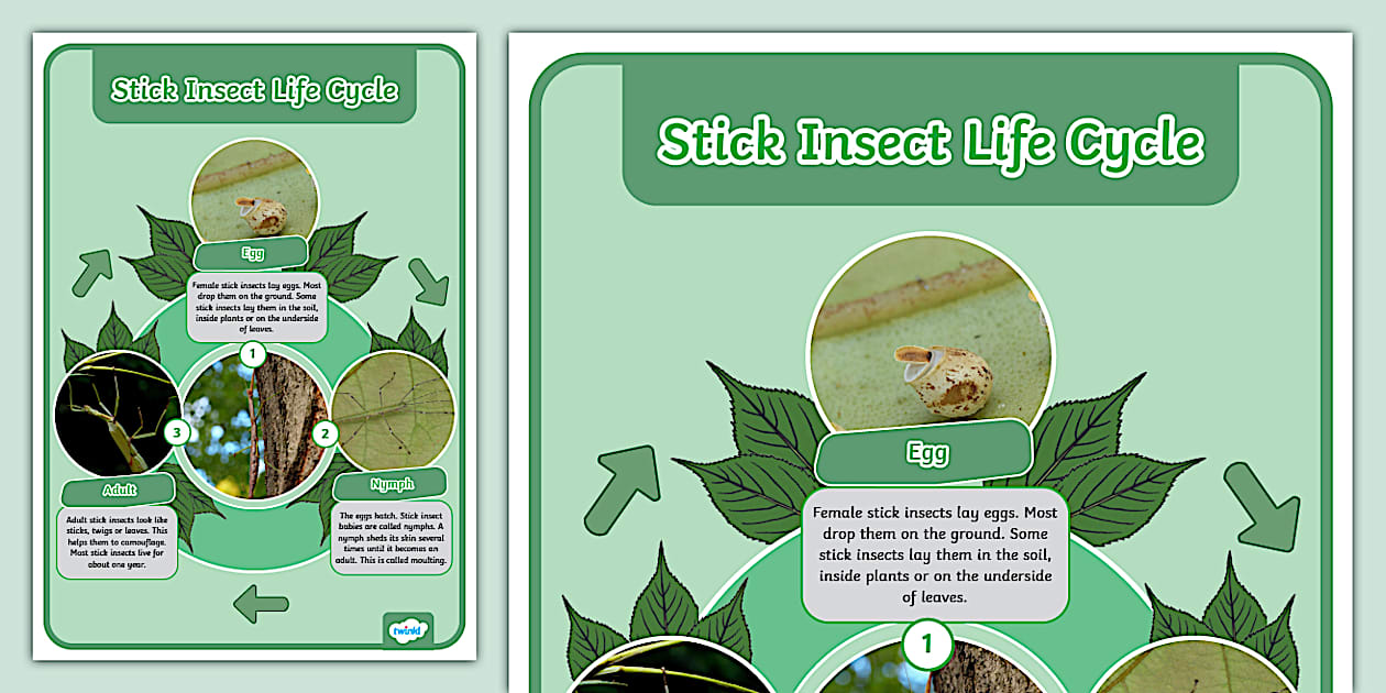Stick Insect Life Cycle Display Poster - KS1 (teacher made)