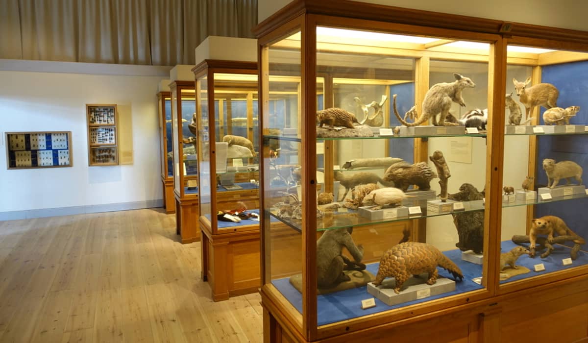 The Wild Escape Art Project - Twinkl NewsRoom - Twinkl