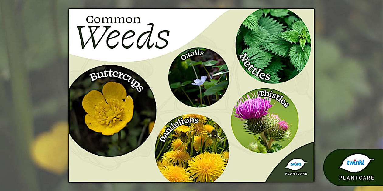 Common Weeds Poster (teacher made) - Twinkl