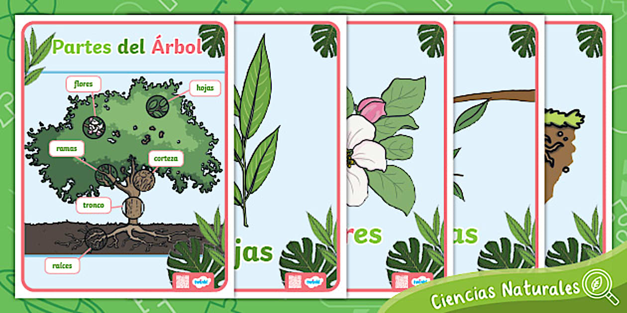Póster | Partes | Árbol | Ciencias Naturales - Twinkl