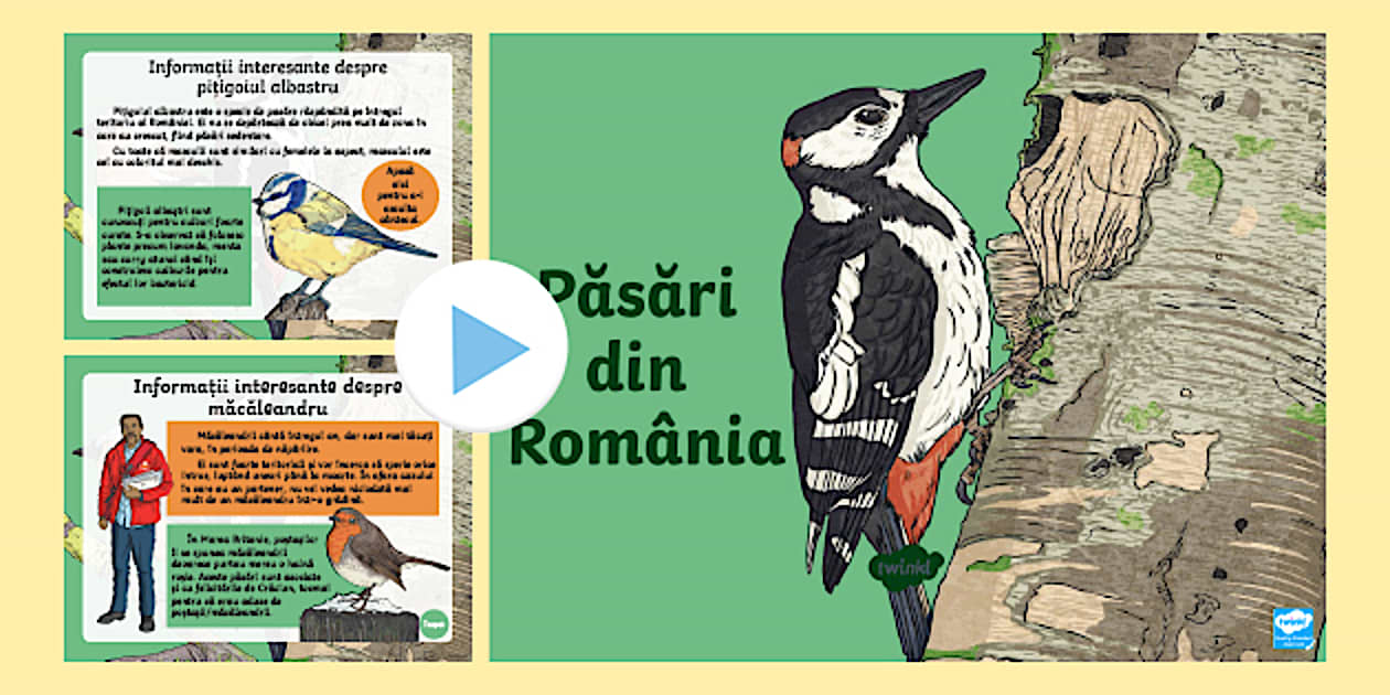 Păsări din România - Prezentare PowerPoint | Twinkl România