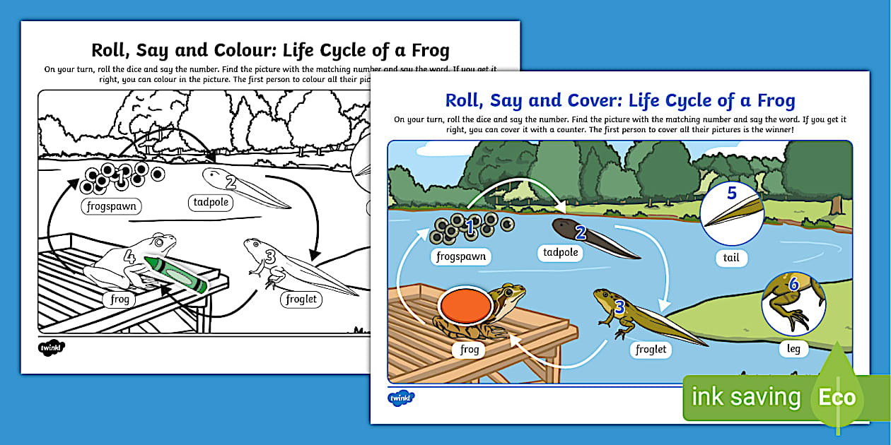 Roll and Say: Life Cycle of a Frog - Twinkl