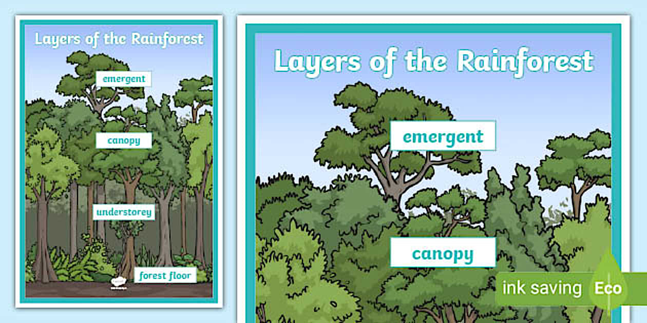 Layers of the Rainforest Large Display Poster - Twinkl