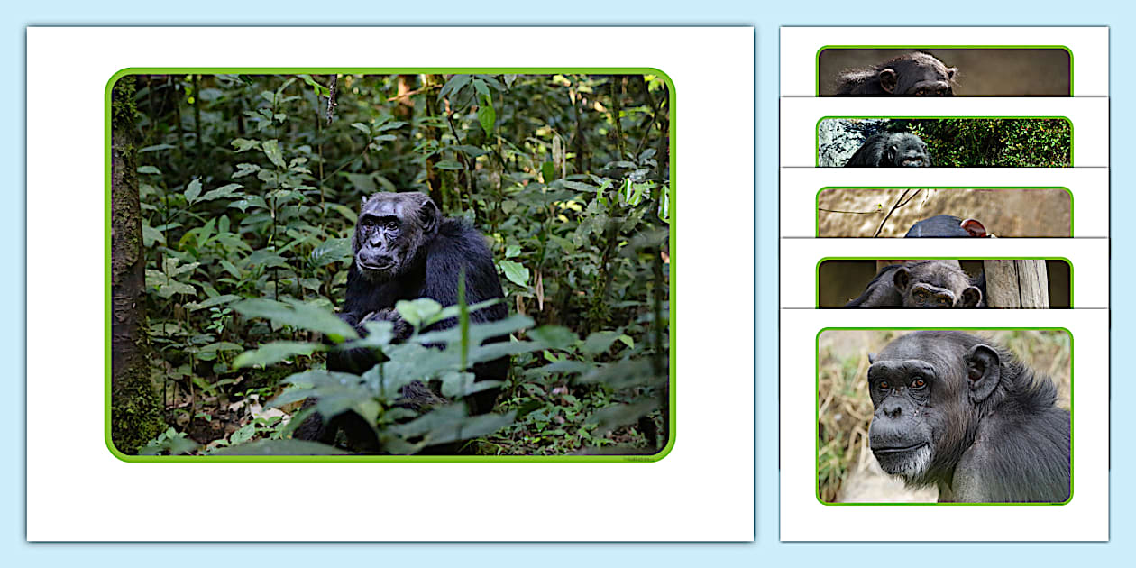 Chimpanzee Photo Pack (Teacher-Made) - Twinkl