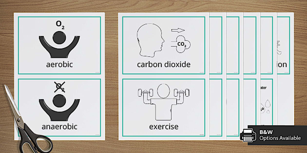 Respiration Posters - SEND/EAL - Junior Cert (teacher made)