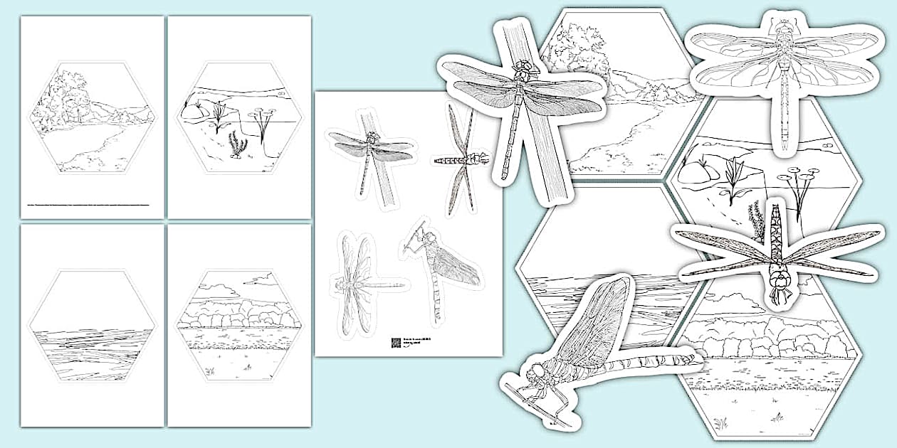 Dragonfly Hexagon Display Colouring Activity (teacher made)