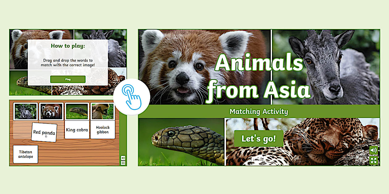 Animals from Asia Interactive Matching (teacher made)