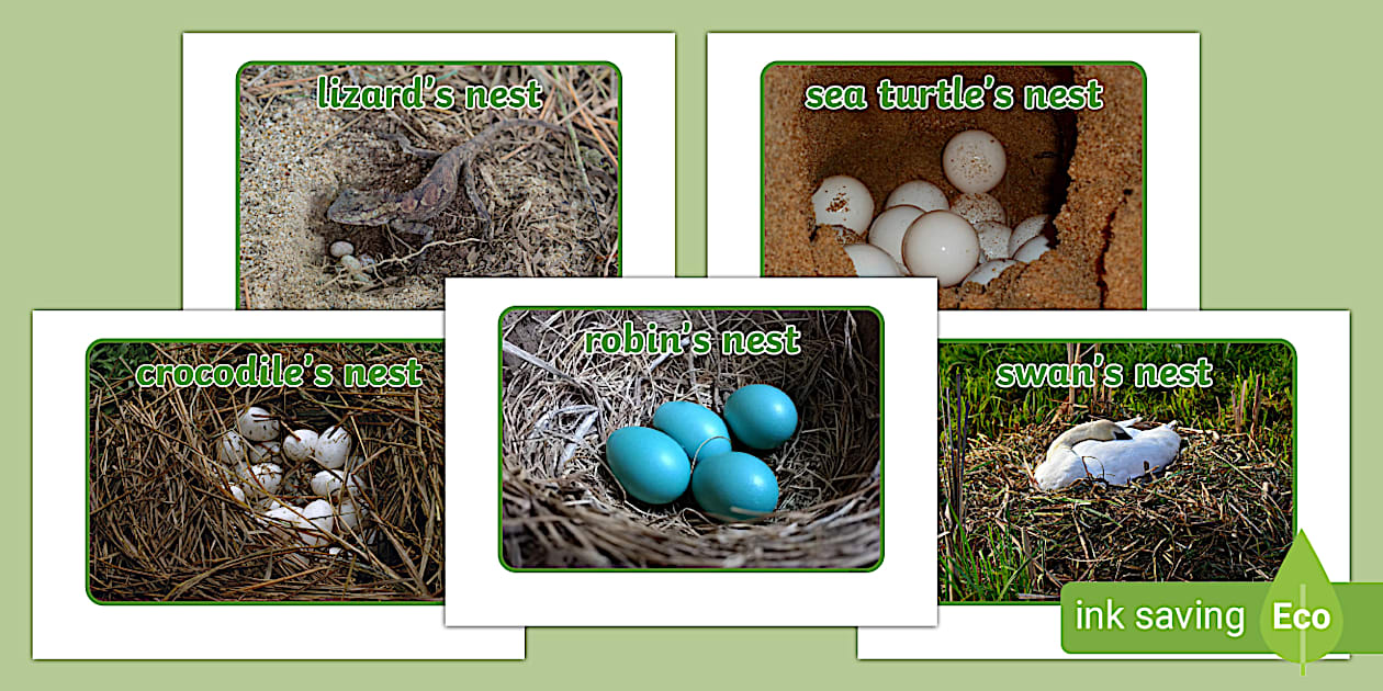 Nests Photo Pack | Twinkl (teacher made) - Twinkl