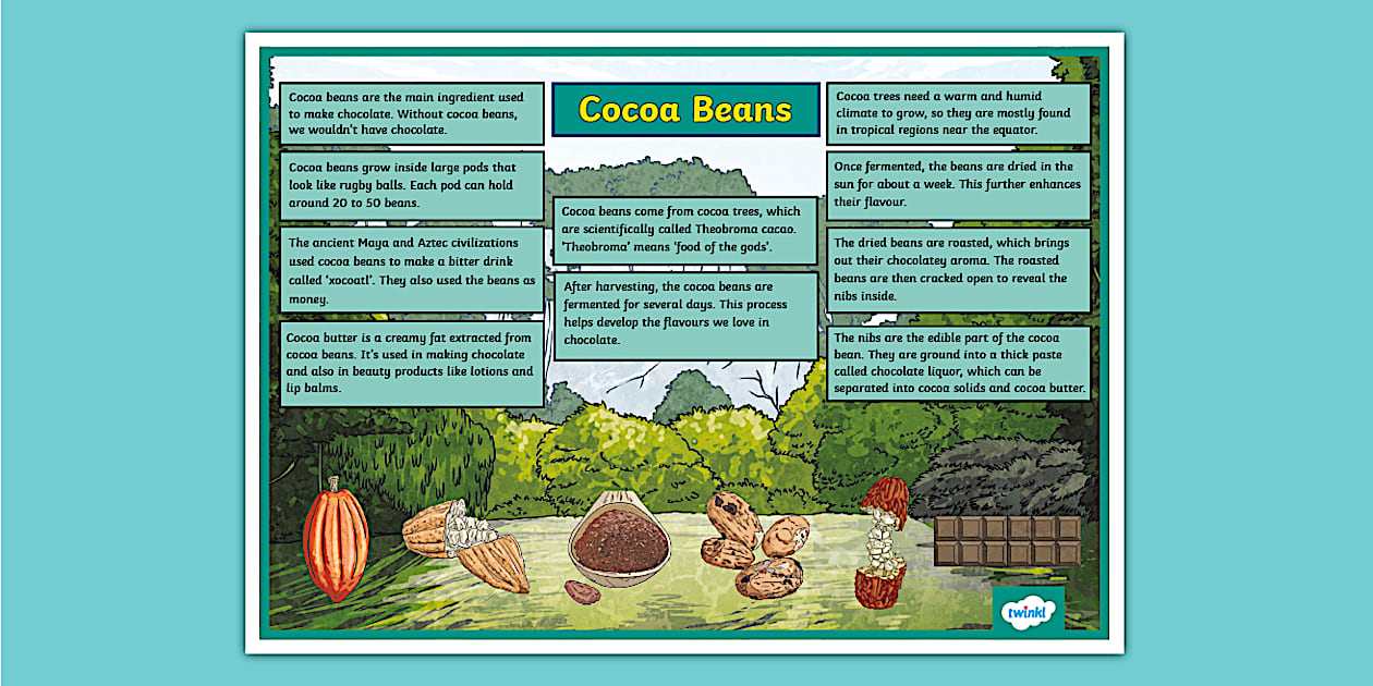 Cocoa Beans Facts Display Poster (Teacher-Made) - Twinkl