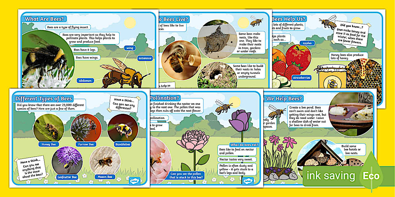 EYFS All About Bees Fact Files (teacher made) - Twinkl