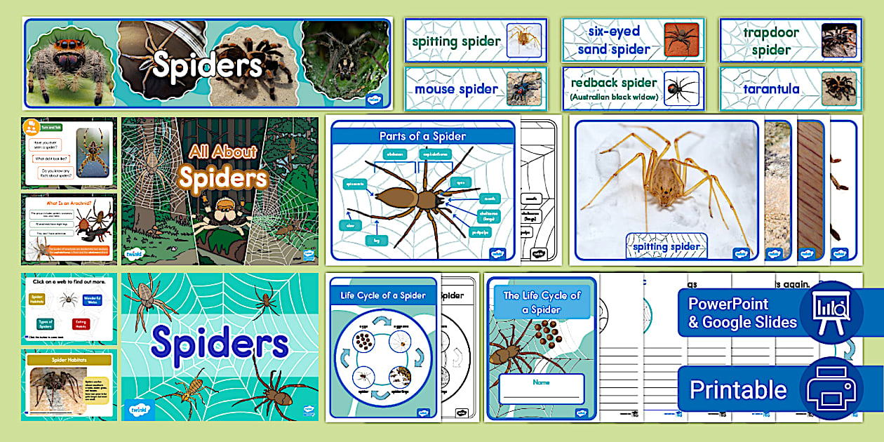 All About Spiders Activity Pack for K-2nd Grade - Twinkl