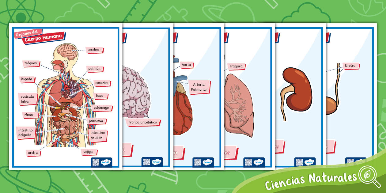 Pósters DIN A4: Los órganos del cuerpo humano - Twinkl
